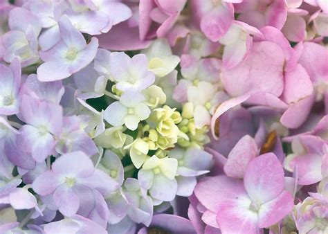 Endless Summer Hydrangea 🌸 🌿 Unlock The Secrets To Vibrant Long