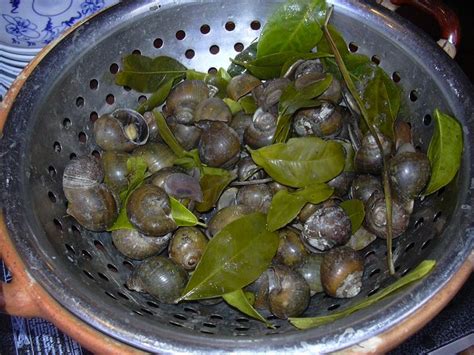 ベトナムハノイ 2005年 タニシ料理 ベトナムで美味しい物の1つ