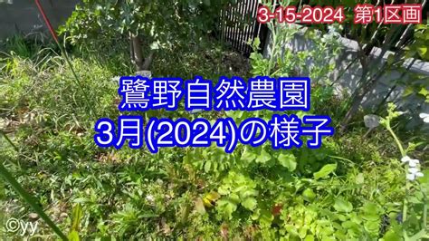 野菜を自然農法で簡単に育てられます 無耕起、無除草、無農薬、無肥料を原則とした農法です