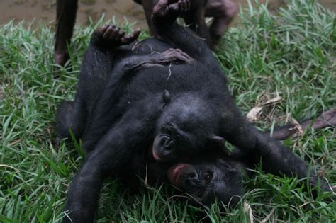 Circles All The Way Down Bonobos Sex And Gandhi