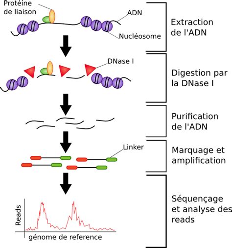Dnase Seq Faire Seq Chip Seq Trois Outils Danalyse De La Régulation De Lexpression Des