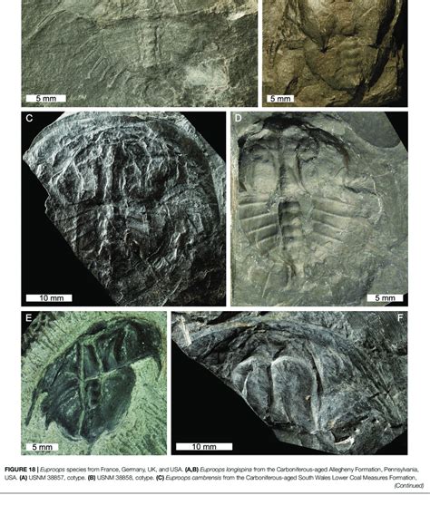 Euproops Species From France Germany Uk And Usa Ab Euproops