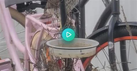 A Young Coopers Hawk Checking Out Our Back Patio Area Album On Imgur