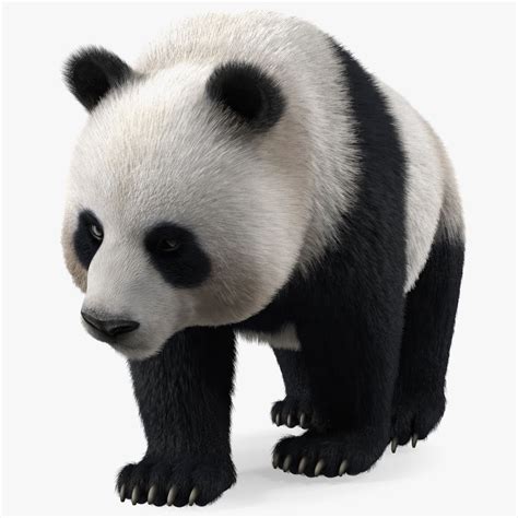 Giant Panda Walking Pose Fur D Model Max Free D