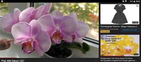 Pin Auf квітковий рай 🌹🌺💐