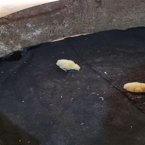 Lameness Detection In Chicks Dataset Object Detection Dataset And Pre