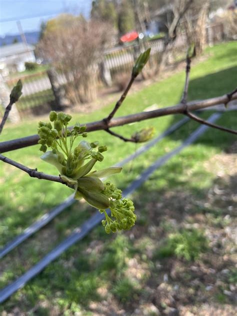 What Is This Tree Bc Canada Rplantidentification