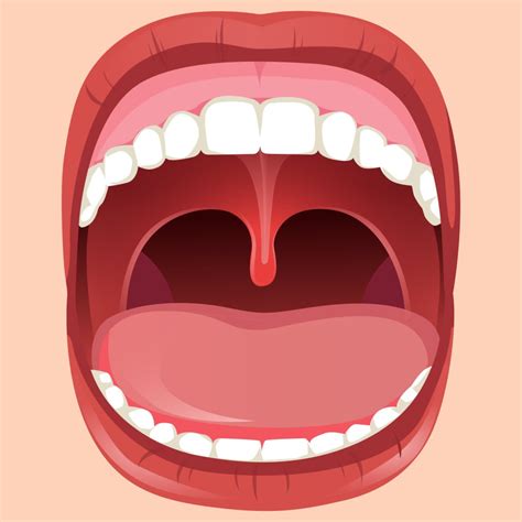 What Does The Uvula Even Do In The Body Scienceabc