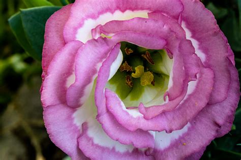 녹색 배경에 분홍색과 흰색 리시안투스 꽃의 클로즈업 유스토마 러셀리아눔 프레리 젠티안 0명에 대한 스톡 사진 및 기타 이미지 0명 개화기 공원 Istock