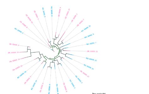 Phylogenetic Tree Of 30 L Kasmira Individuals Based On Snp Loci