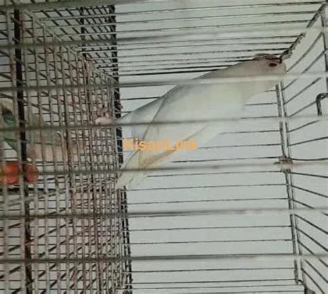 Albino Red Eys Female With Dna Age 10 Minth Kisanlink