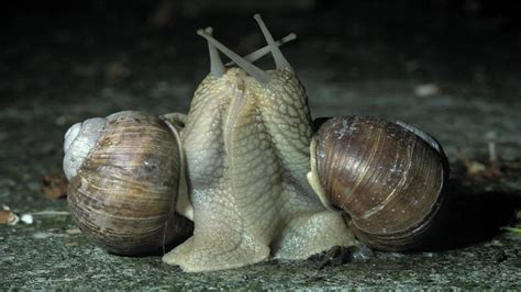 Tierwelt Natur Planet Wissen
