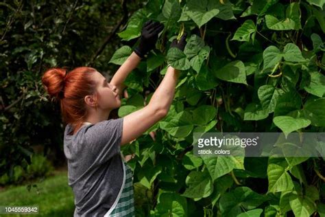 Bean Picker Photos And Premium High Res Pictures Getty Images