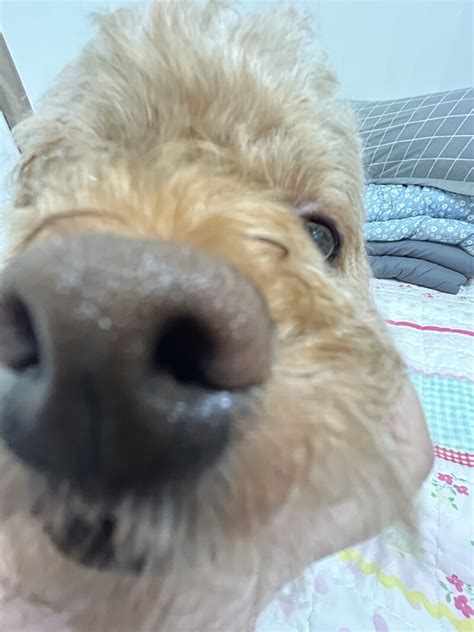 메이플스토리 인벤 우리집 강아지 보고가 메이플스토리 인벤 자유게시판