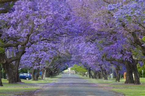 Jacaranda Tree Jacaranda Tree Beautiful Tree Grafton