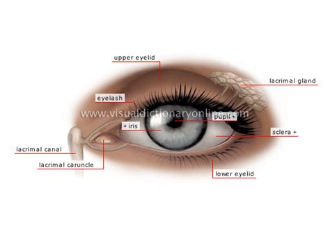 Human Being Sense Organs Sight Eye Image Visual Dictionary
