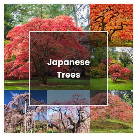 How To Grow Japanese Trees Plant Care And Tips Norwichgardener