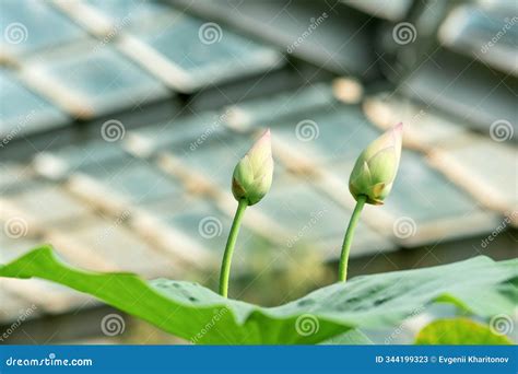 Young Buds Sprouting From The Stem Stock Image 234387715