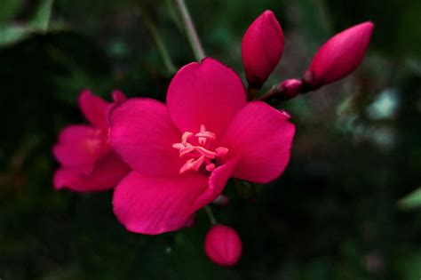 Roja Pequeña Flor Pétalo Foto Gratis En Pixabay Pixabay