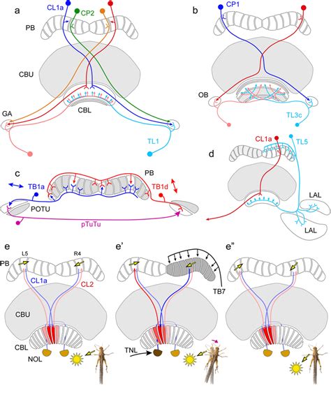 Recurrent Circuits And Lateral Interactions In The Compass Network Of Download Scientific