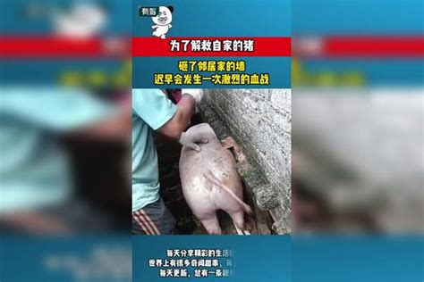 为了解救自家的猪，砸了邻居家的墙，迟早会发生一次激烈的血战