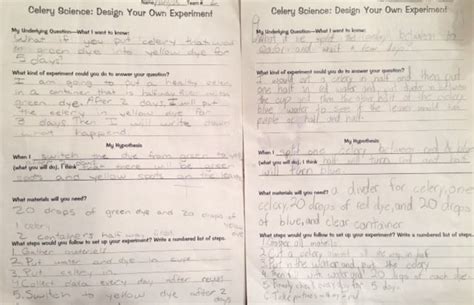 Design Your Own Experiment Worksheet
