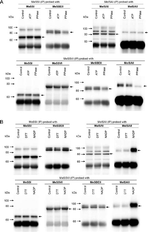 Figure 1 From A Newly Identified Inactive Starch Synthase
