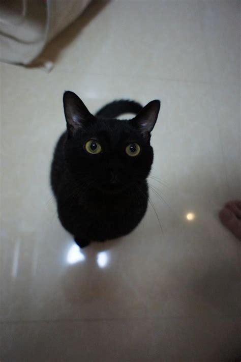 猪突猛進 おきぬぶろぐぅ