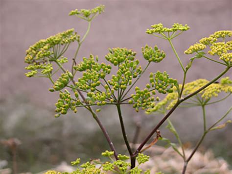 Herbicide To Be Used To Combat Wild Parsnip South Of Stittsville