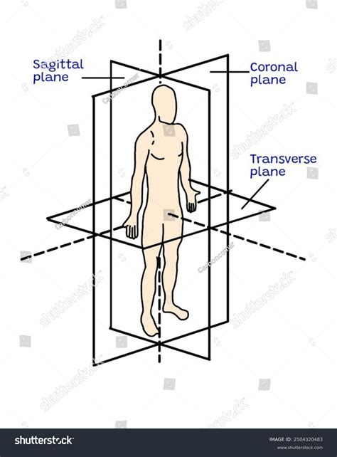 Illustration Showing Anatomical Planes Stock Illustration 2504320483