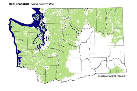 Distribution Map Red Crossbill Loxia Curvirostra