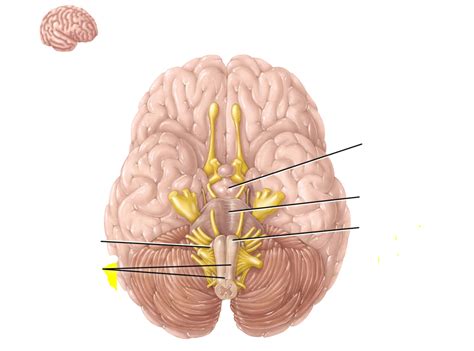Medulla Oblongata Structures Diagram Quizlet