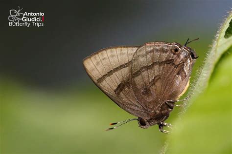 Rapala Rhoecus Thai Butterfly Trips