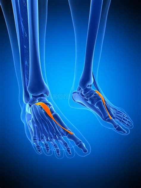 The Extensor Hallucis Brevis Stock Illustration Illustration Of
