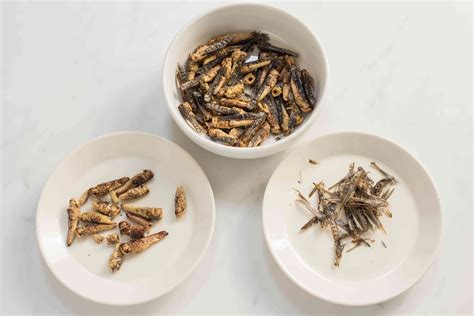 Chapulines Cooked Grasshoppers Recipe