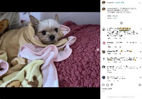 詐欺逮捕ぱんちゃん璃奈、涙の謝罪の裏で 「僕は元気に暮らしています」愛犬インスタこっそり再開 J Cast ニュース