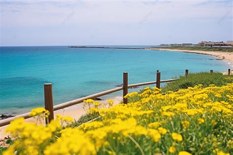 나무 산책로에서 노란 꽃과 푸른 바다가 보이는 해변 높은 해상도 국내여행 꽃 배경 일러스트 및 사진 무료 다운로드 Pngtree