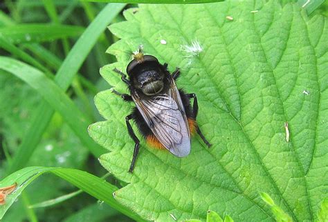 Bumblebee Hoverfly Gedling Conservation Trust Nottingham