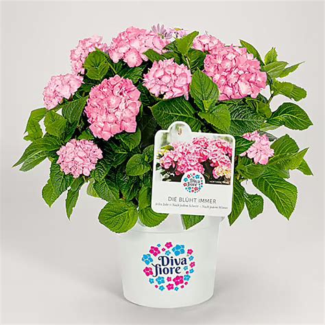 Ball Hydrangea Denmark T Ball Hydrangea Fnp