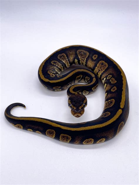 Stranger Ball Python Traits Morphpedia Stranger Ball Python Traits Morphpedia