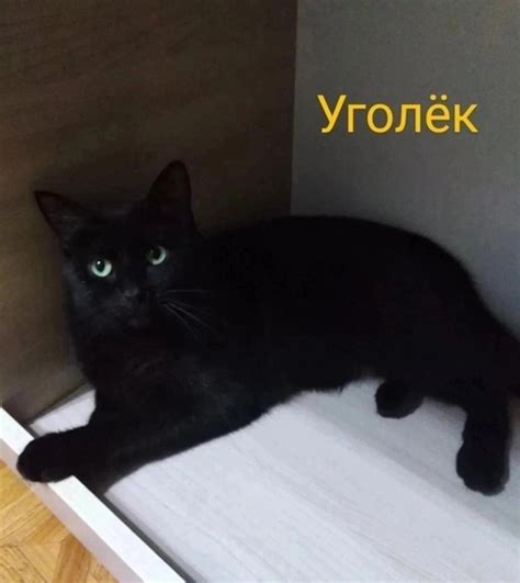 Ищет дом и любящую семью УГОЛЁК очень скромный малый Котик контактный даёт себя гладить