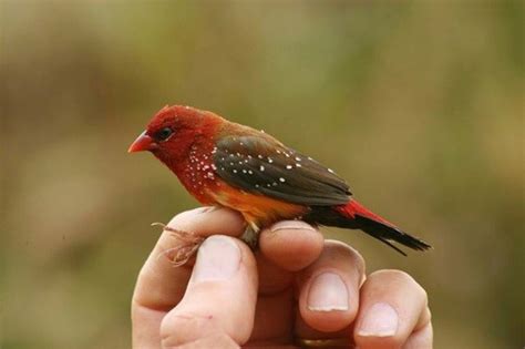 Red Avadavat