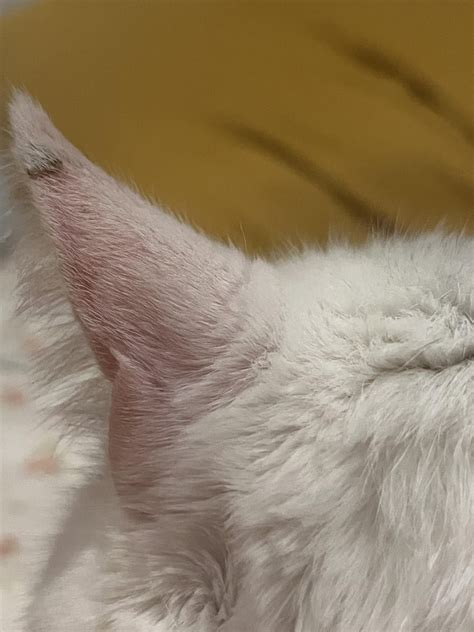 Weird Black Raised Bump On My Cats Ear Rcats
