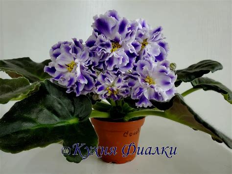 ФИАЛКИ КОЛЛЕКЦИОННЫЕ РС