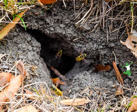 Hornets Nest In Ground Removal
