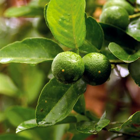 Key Lime Tree The Sill