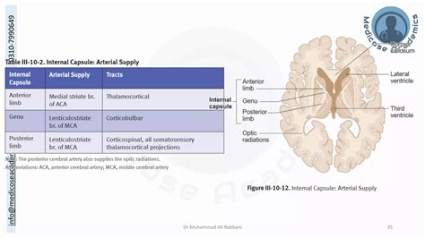 The Structural And Functional Localization Of Cerebral Cortex Pdf