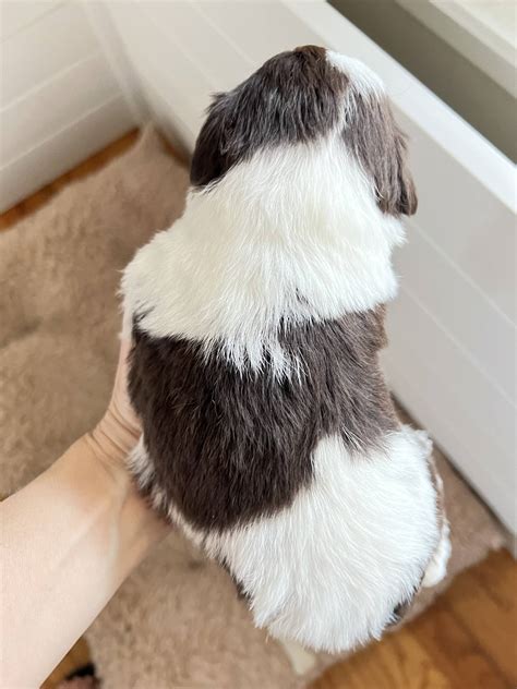 Ruby Savannah Bluff Schnauzers