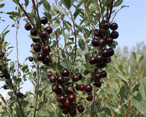 Mackintosh Western Sand Cherry Seed Greentree Agroforestry Solutions