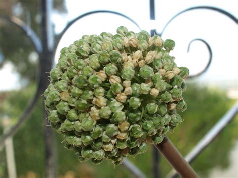 Free Images Tree Branch Fruit Flower Food Green Produce Crop